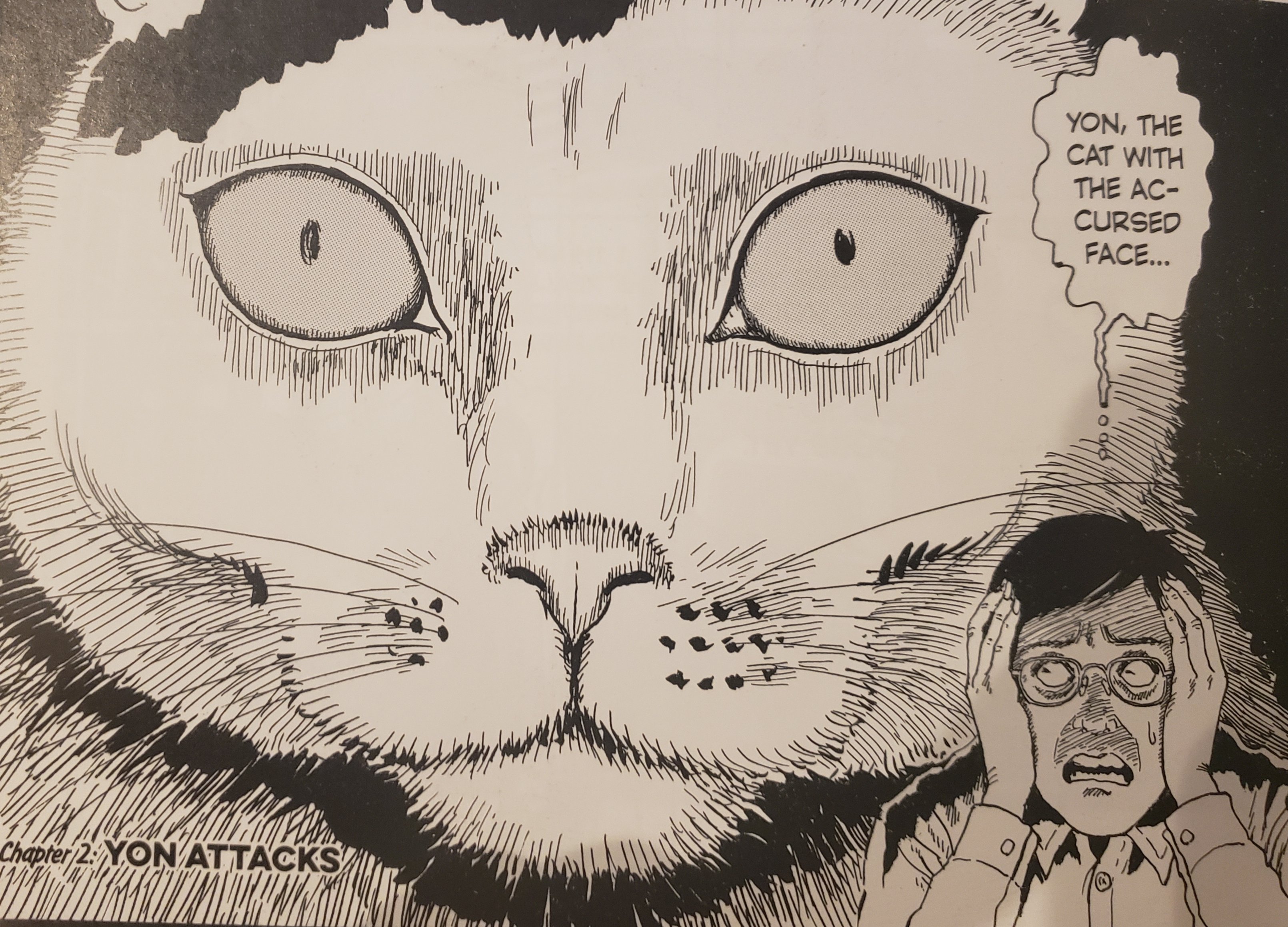 Junji Ito's Cat Diary: Yon & Mu - Manga Review - Amanja Reads Too Much